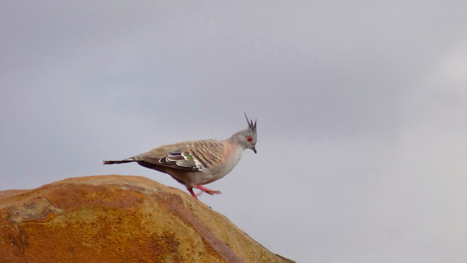 MAP: BIRDS IN THE DAREBIN PARKLANDS