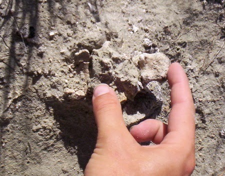 Nuevas pistas sobre el "Taxón B" malgache: la descripción de Vahiny ...