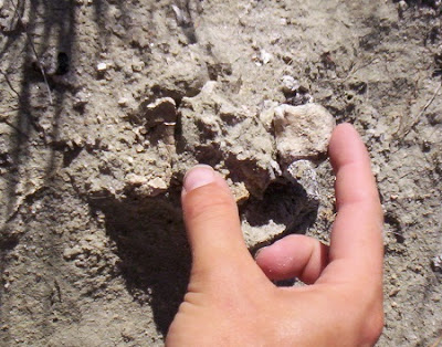 Nuevas pistas sobre el "Taxón B" malgache: la descripción de Vahiny ...