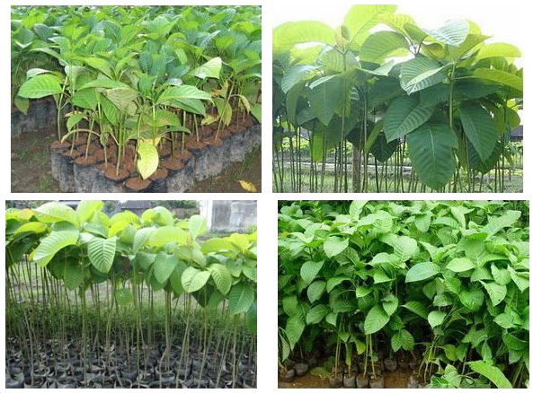 JABON - MINAS: BUDIDAYA POHON JABON