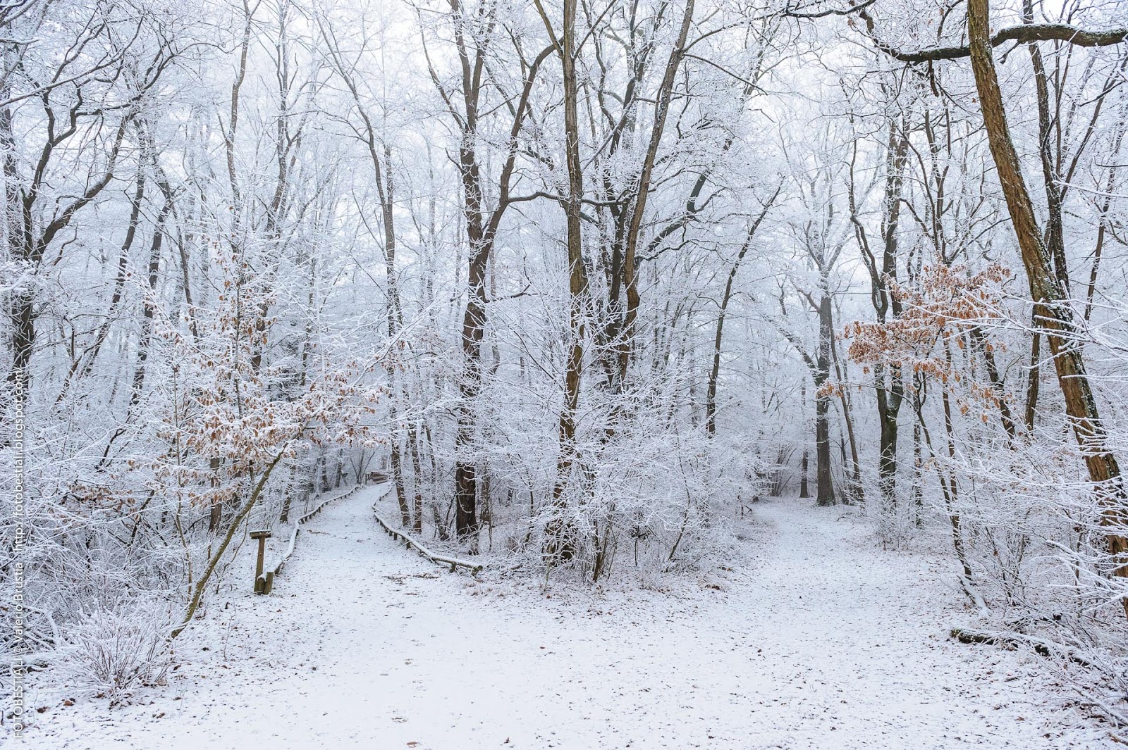 Fotobestiali: La Fagiana, il bosco di pianura del Parco del Ticino
