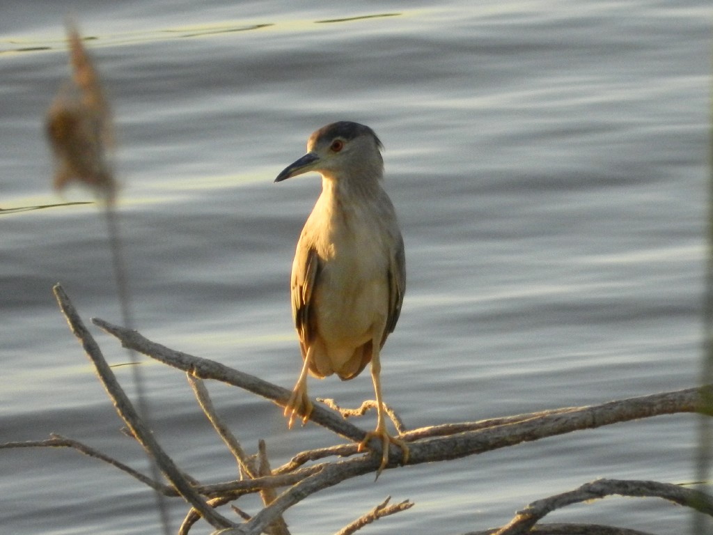 AVES DE ANDALUCÍA: Martinete Común