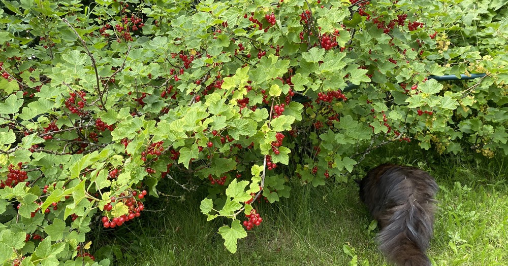 Viinimarjojen aikaan