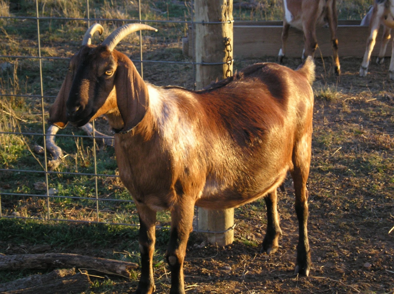 Thoughts from Frank and Fern: Some Things About Raising Goats