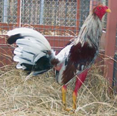 De Cuba y de los gallos de pelea: Los gallos de pelea según su color