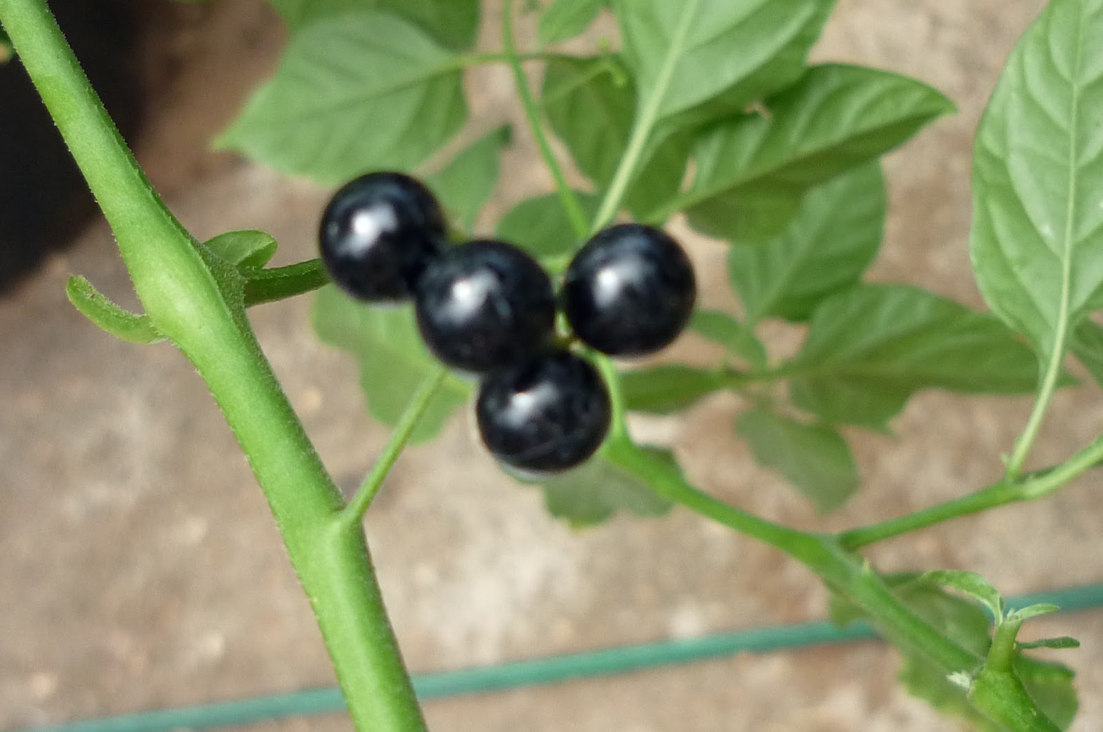 YU-HAN E AH MAH TSINJÚ-HAN : PLANTAS MEDICINAIS/ ERVA MOURA( Solanum ...
