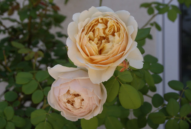 Organic Garden Dreams: September Roses