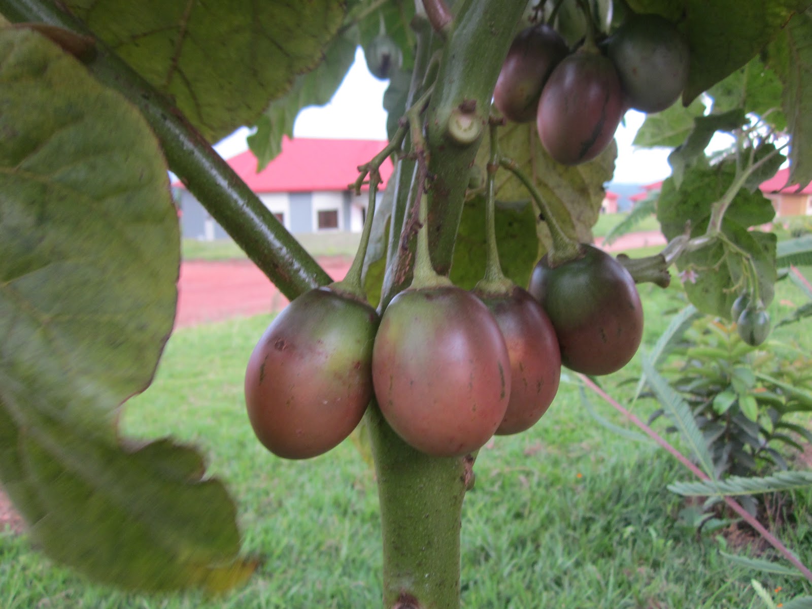 A Garden Love Affair in Rwanda: Gardens and what they say about you...