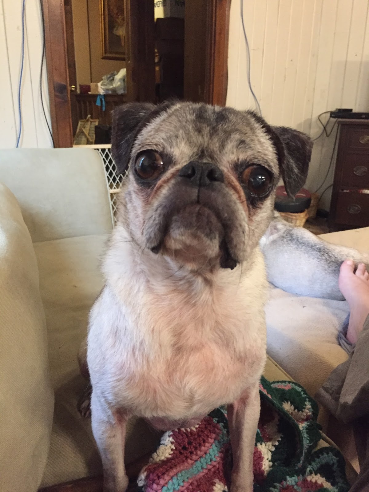 Southern Fried Pugs: August 2016