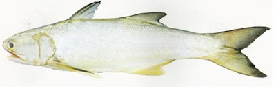 gHara javaN (Home Food): Konkani names for fish