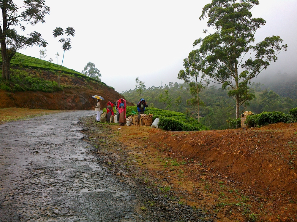Beautiful Captures: Tea states in Sri Lanka