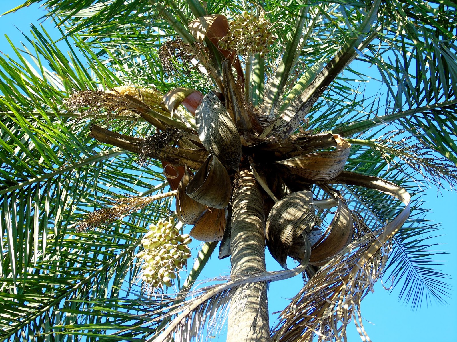 Gueroba [Syagrus oleracea (Mart.) Becc.] | A planta da vez