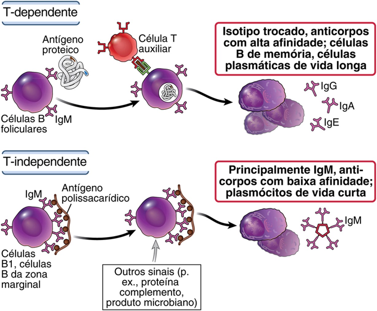 Imune Humoral E Celular - FDPLEARN