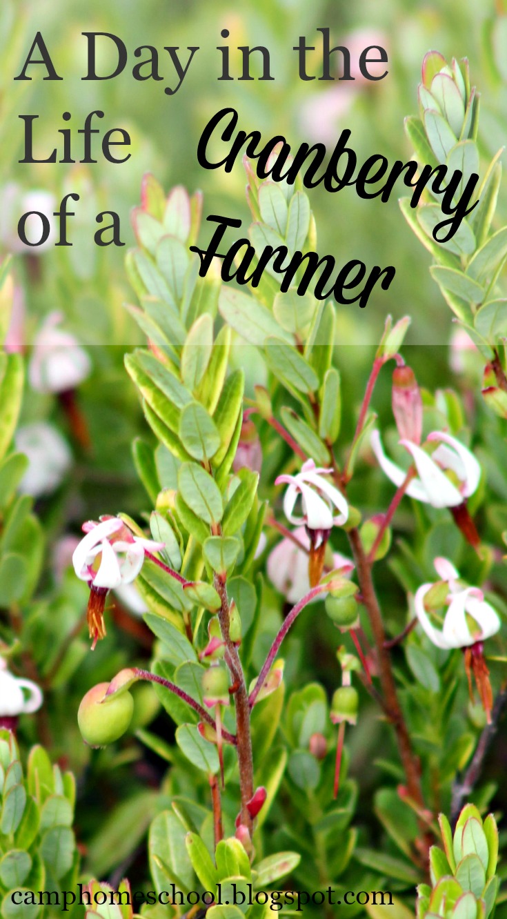 CAMP HOMESCHOOL: A Day in the Life of a Cranberry Farmer