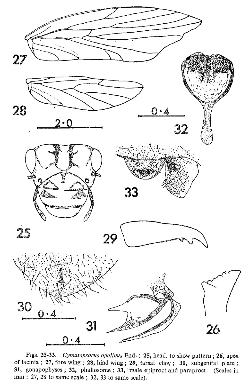 Variety of Life: Psocodea