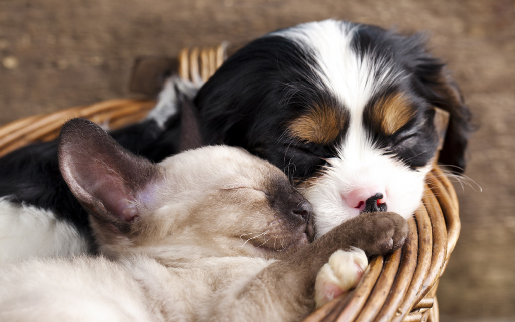 ANIMALS TIME : Cats and Dogs time (hora de Gatos y perros) Gallery 8