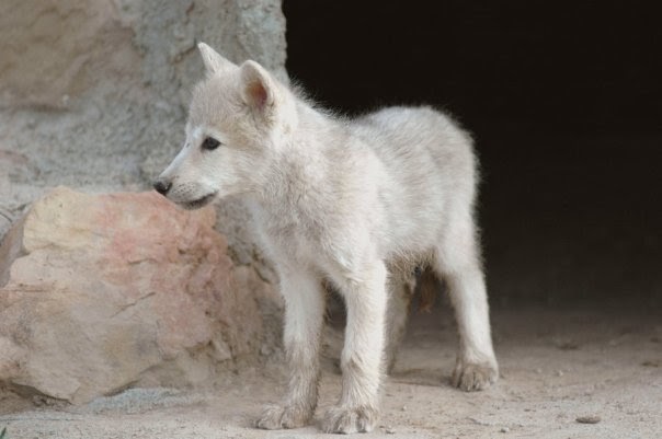 White Wolf : PHOTOS - Beautiful Wolf Pups : They Are The Future