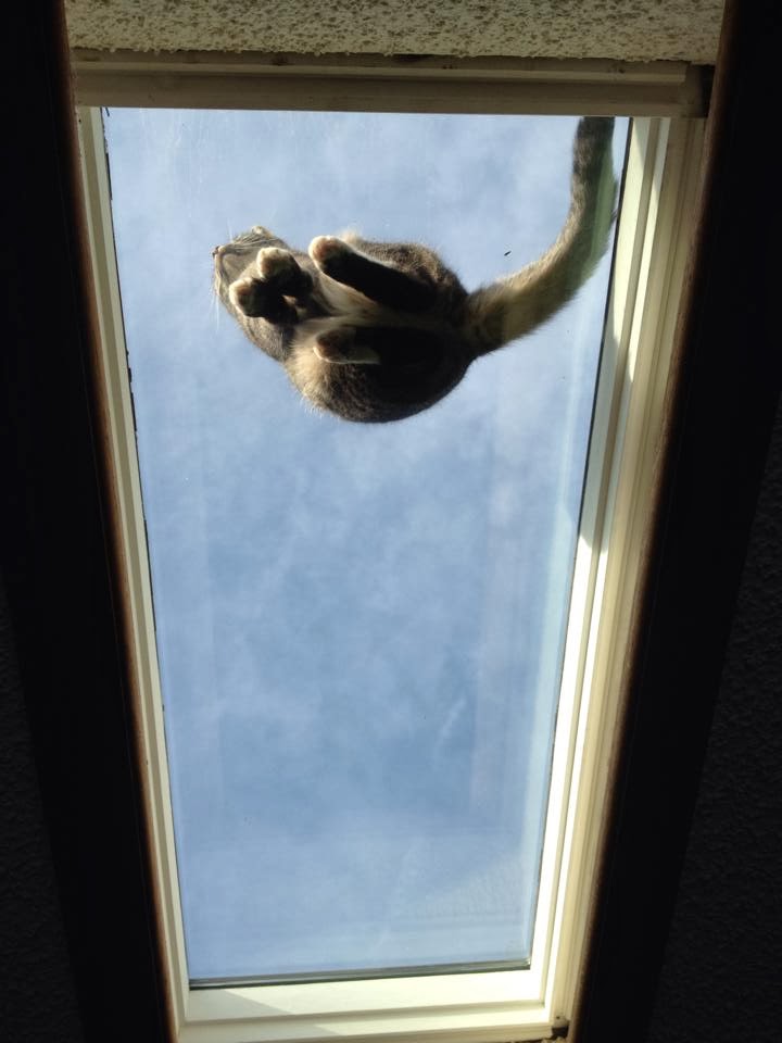 Funny cats - part 90 (40 pics + 10 gifs) | Amazing Creatures