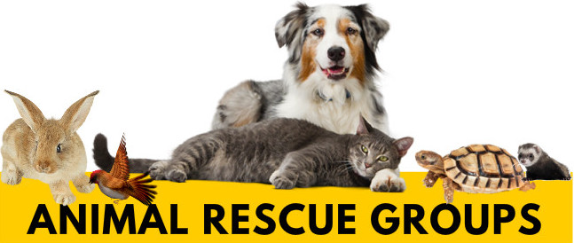 Pets-N-More: SHELTERS/RESCUES