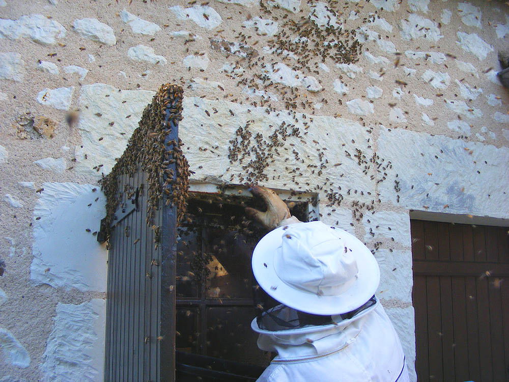 Days on the Claise: Operation Bee Rescue