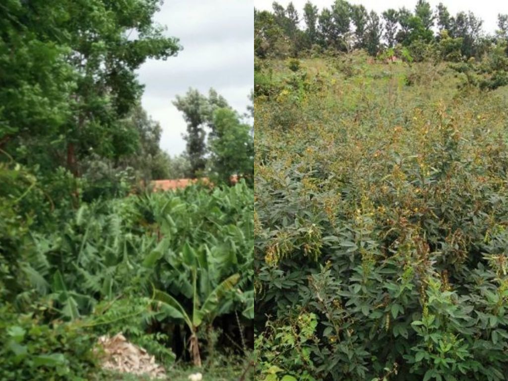 Chiguru Farm - Musings of a farmer: 2018