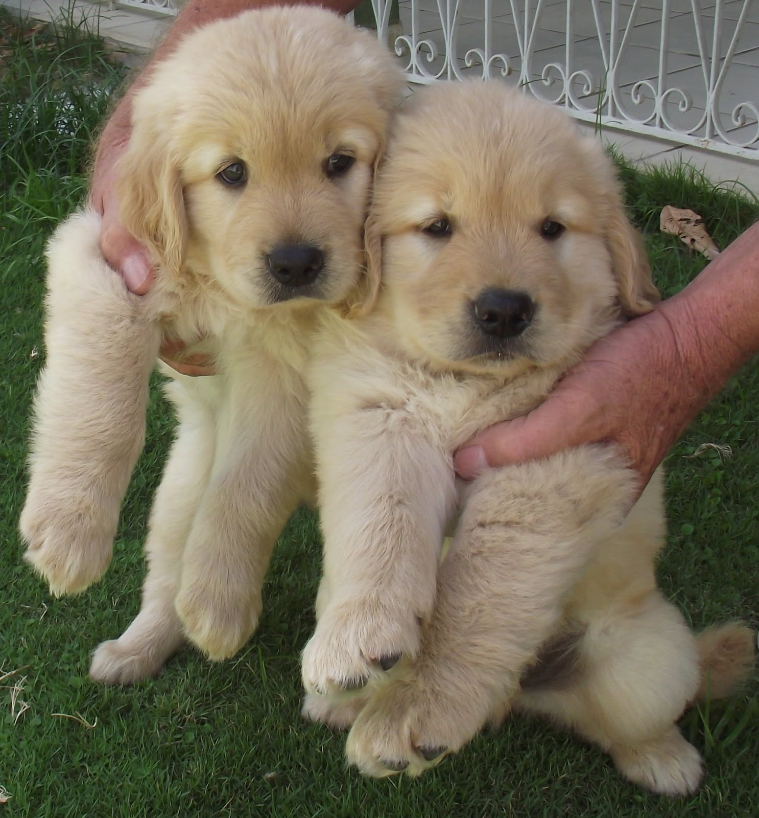 MIPIBU ON LINE: Filhotes de GOLDEN RETRIEVER a venda...