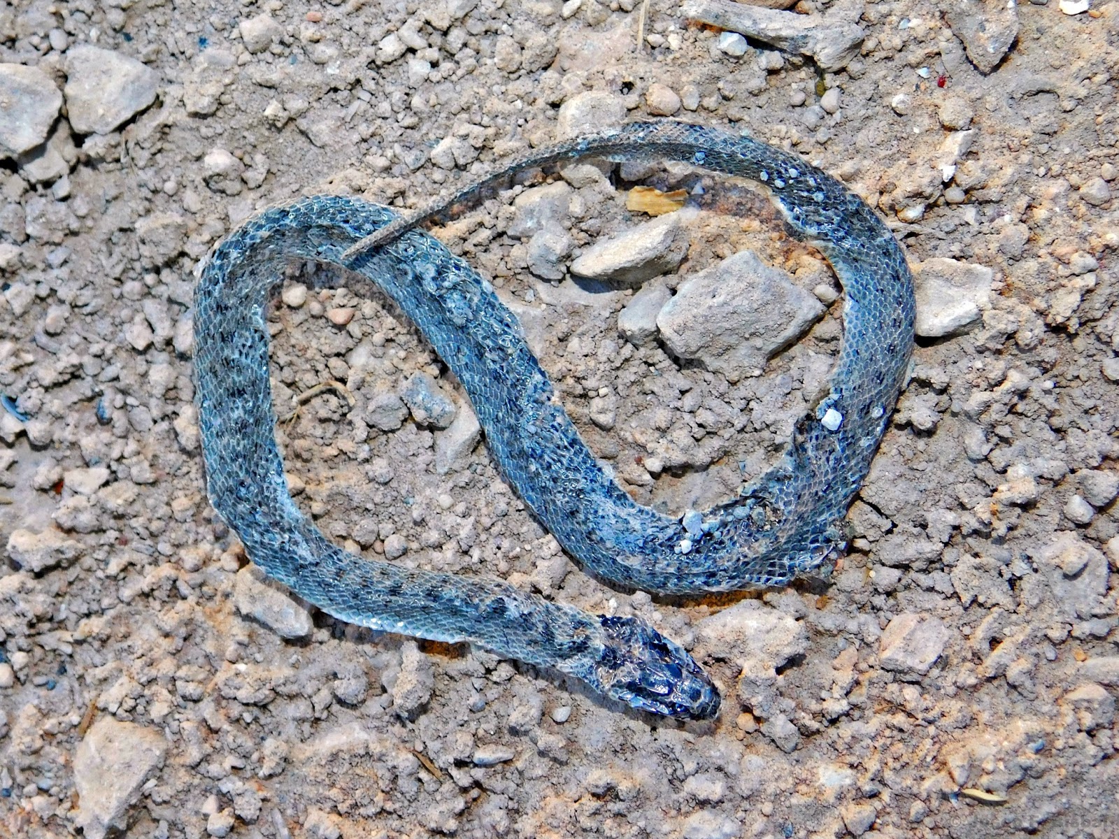 (Paleo-)Herpetología: Macroprotodon brevis - Culebra de cogulla occidental