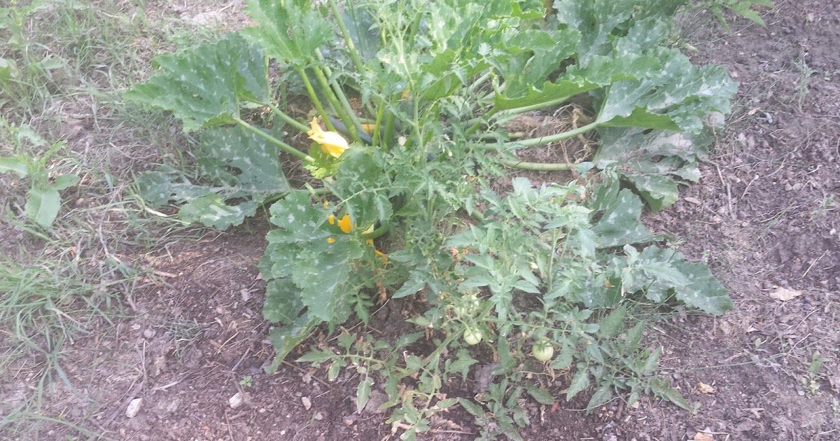 le potager d'Aurélie: fiche culture : la courgette