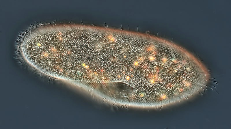 BiologiBLOG (Paty Ovalle): Paramecios