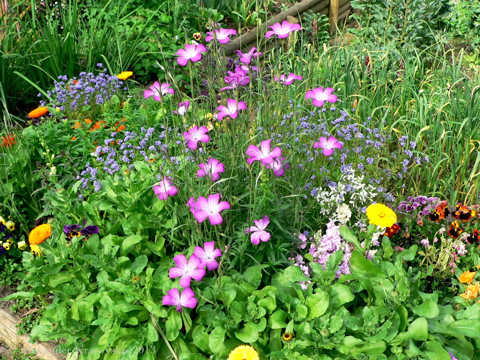 Aggregata Plants & Gardens: Spring has sprung in my Macedon garden 2013