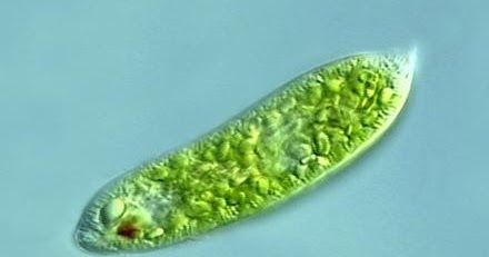 Plant Life: Euglenoids