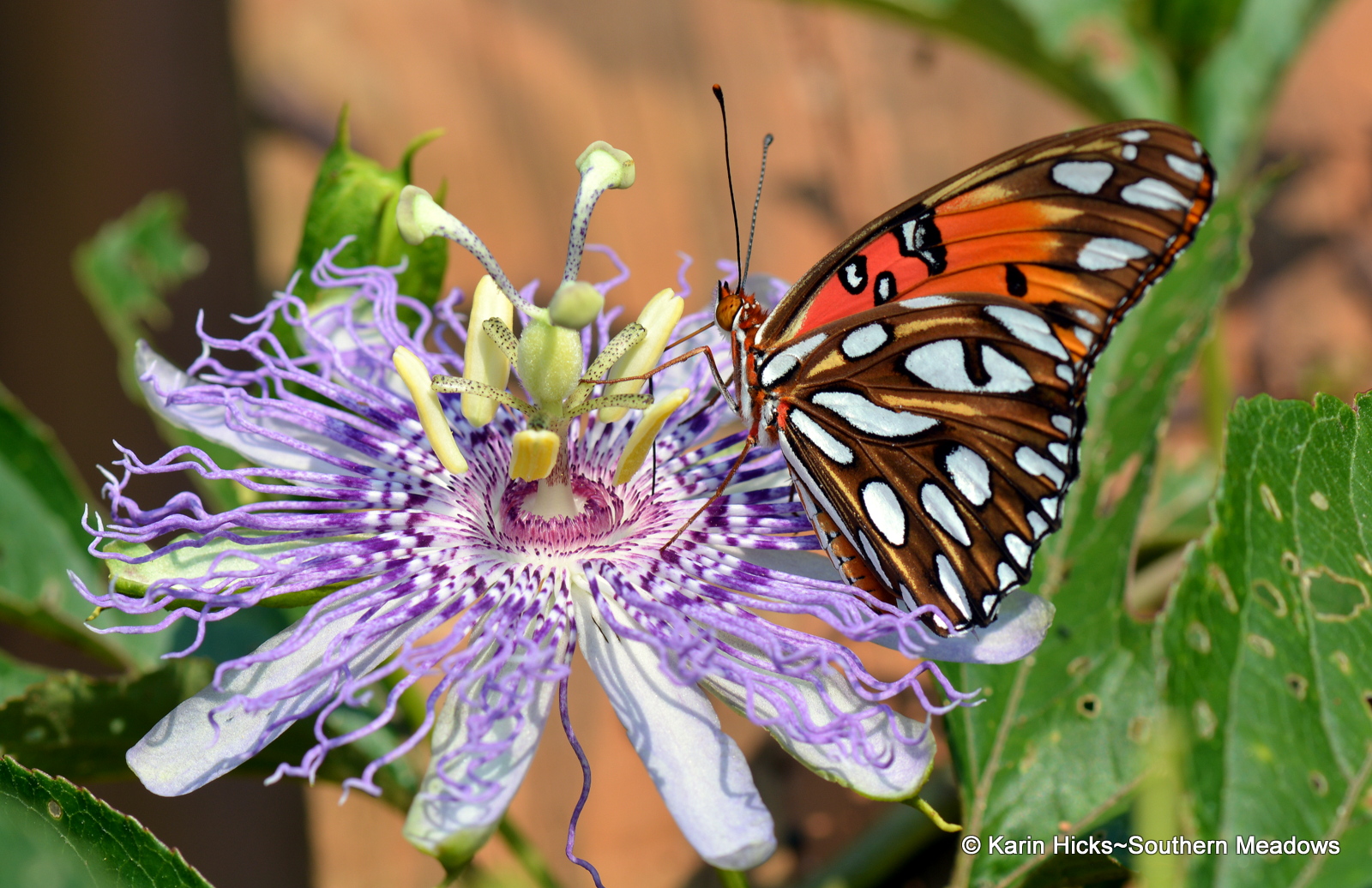 Passiflora incarnata: A multifunctional native vine