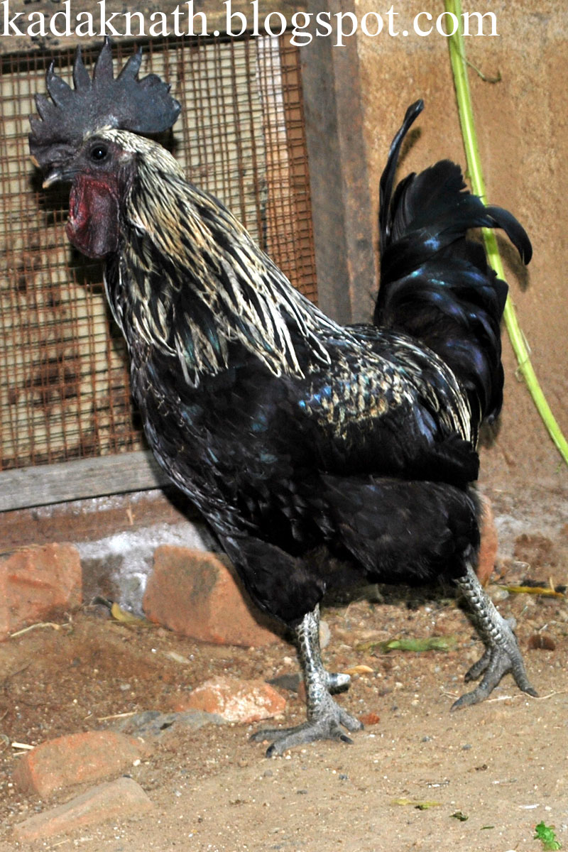 PIONEERS IN ORIGINAL KADAKNATH CHICKEN: Kadaknath chicken picture