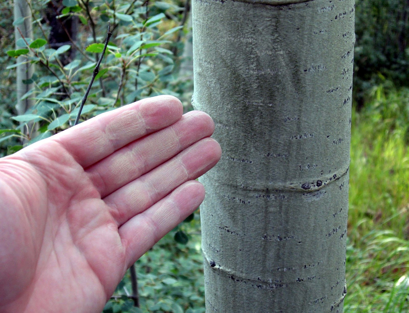 Rocky Mountain Bushcraft: Wilderness First Aid Tip: Use the powdery ...