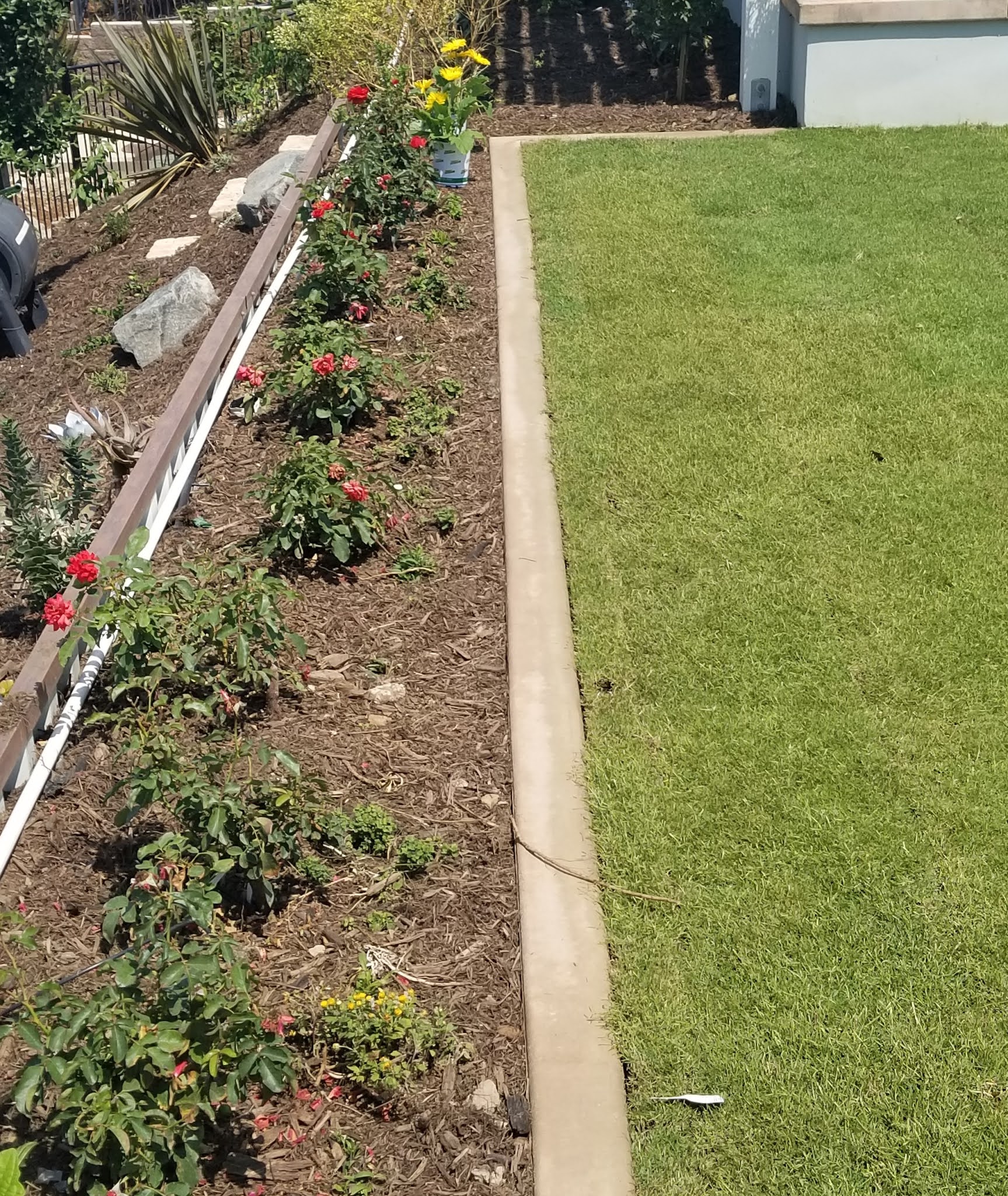 The 2 Minute Gardener: Photo - Concrete Mow Strip