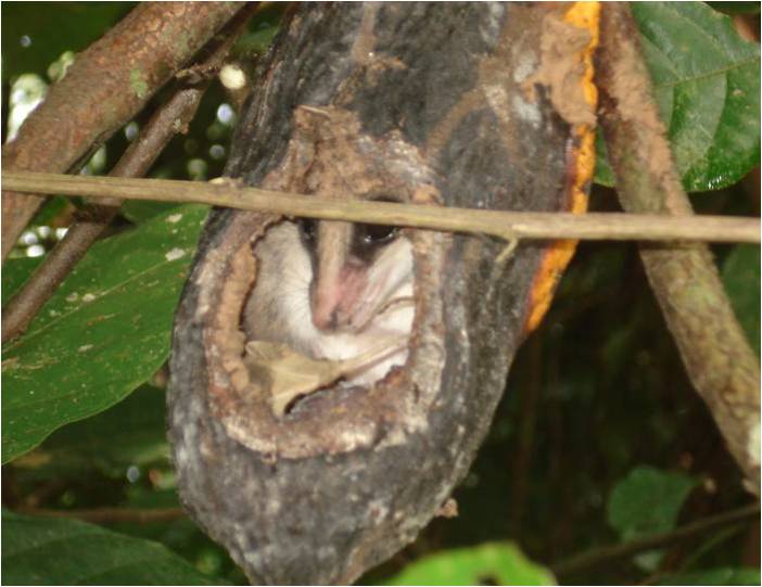 INSECT SCIENCE AND CROP PROTECTION STRATEGIES IN THE GLOBAL WORLD ...