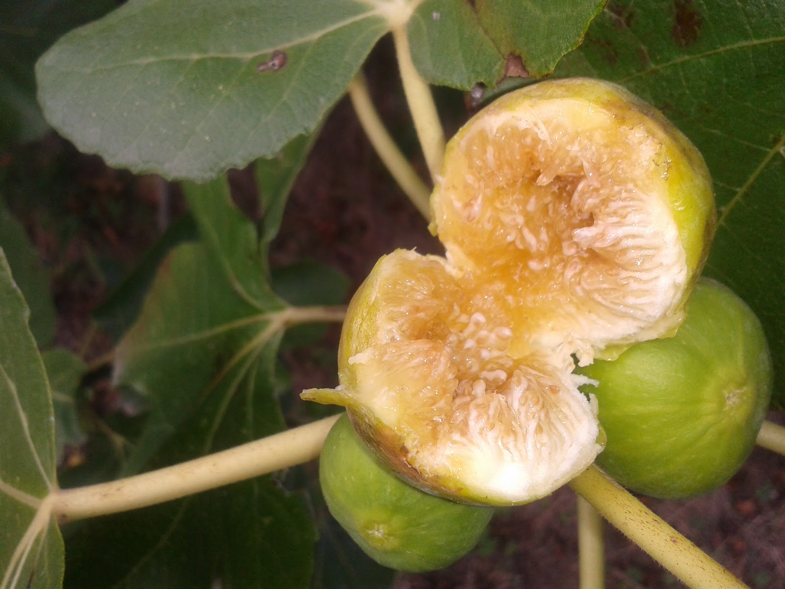 EL DIARIO ÑERO: ¿Aquí? Jacha, jigu, jiguera