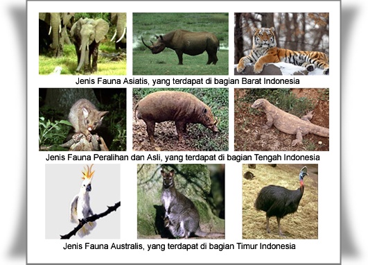 PRINTIS: Flora dan Fauna: Persebarannya di Wilayah Indonesia
