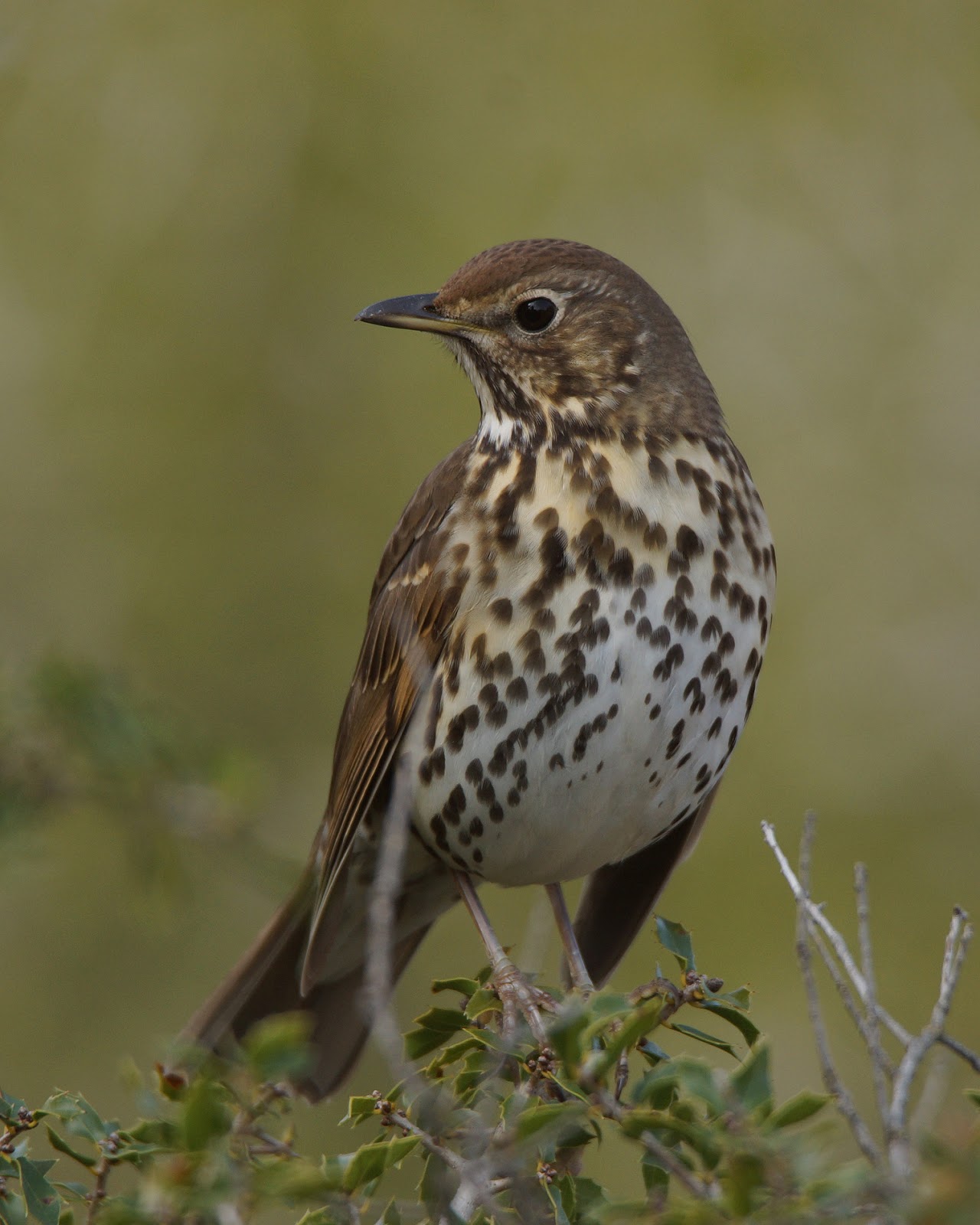 Pasión por las aves: Zorzal común,(Turdus philomelos)