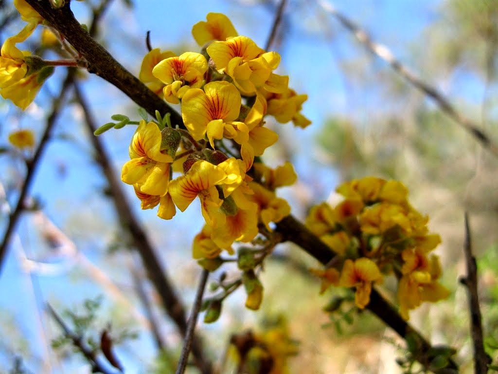 Terra Nostra: CHAÑAR - Geoffroea decorticans
