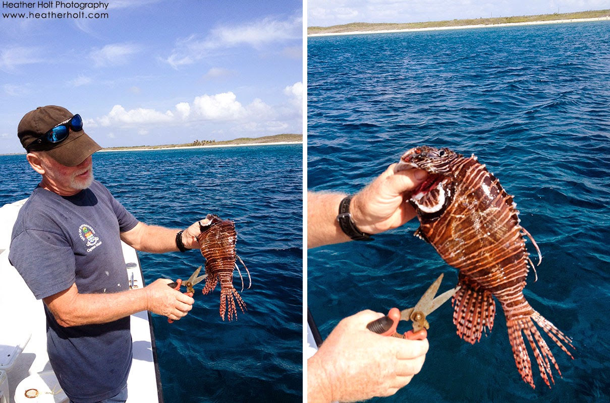 SILVER SANDS: Whats the Story with the Lionfish?