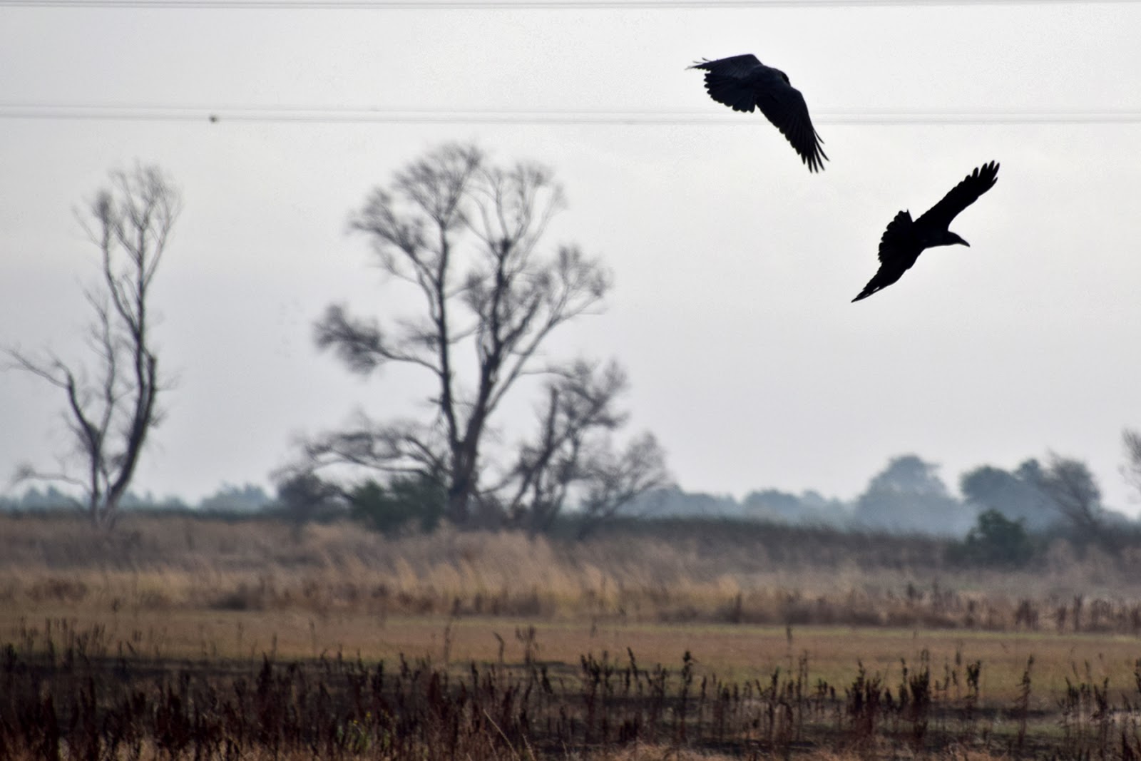 Adventures through Photography: Bird Watch 2016: Sacramento Wildlife ...