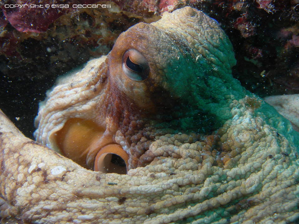 "Il mio mare...": Polpo (Octopus vulgaris)