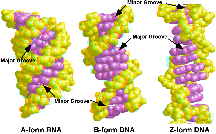Z-form DNA - meddic