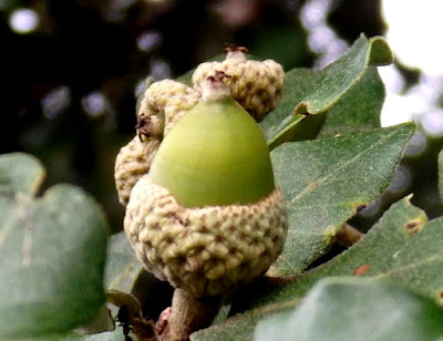 La encina (Quercus ilex)