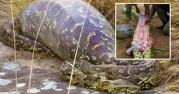 Villagers Kills Bloated Giant Snake Thinking It Was Eating Livestock ...