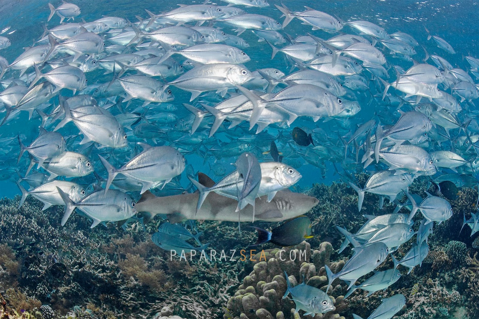 Manila to Sipadan Trip Report - PaparazSea