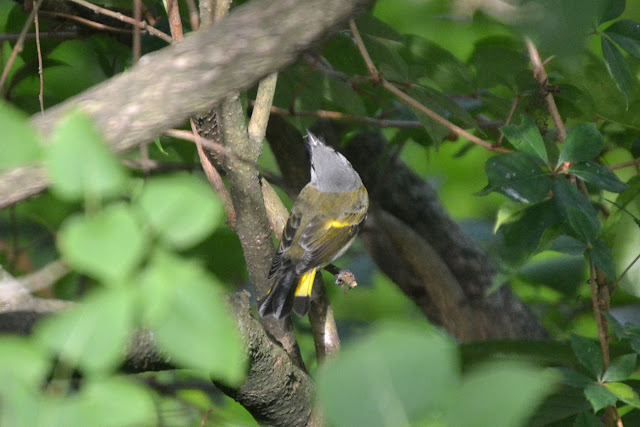 Woods Walks and Wildlife: American Redstart