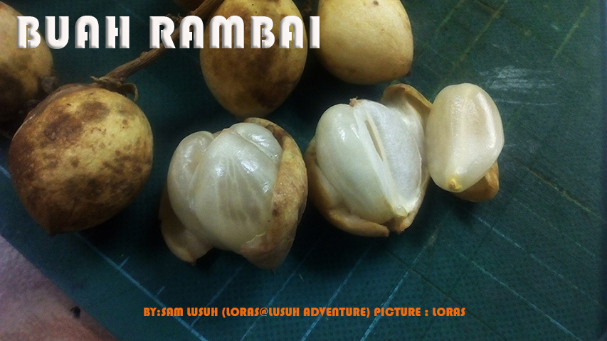 LORAS..Active To Survived: 59 Jenis Buah Hutan Yang Selamat Dimakan ...