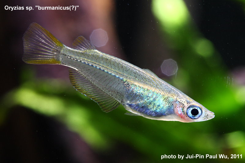國寶的藏寶箱: Oryzias sp. "burmanicus"